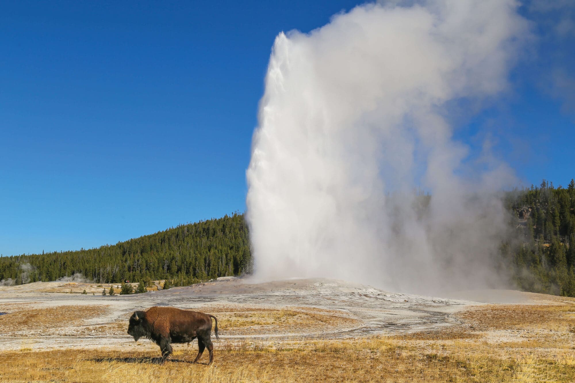 Yellowstone Attractions - Things To Do At Yellowstone